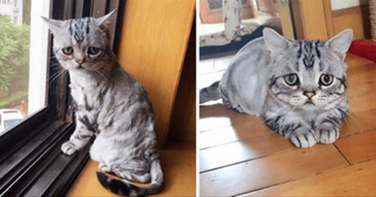 This Unbelievably Sad Cat Will Warm The Coldest Of Hearts - Hearts Of Pets