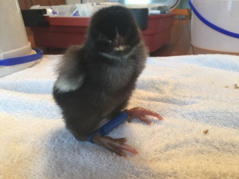 Baby Chick Was Born Unable To Walk So They Made A ‘Chick Chair’ To Help ...