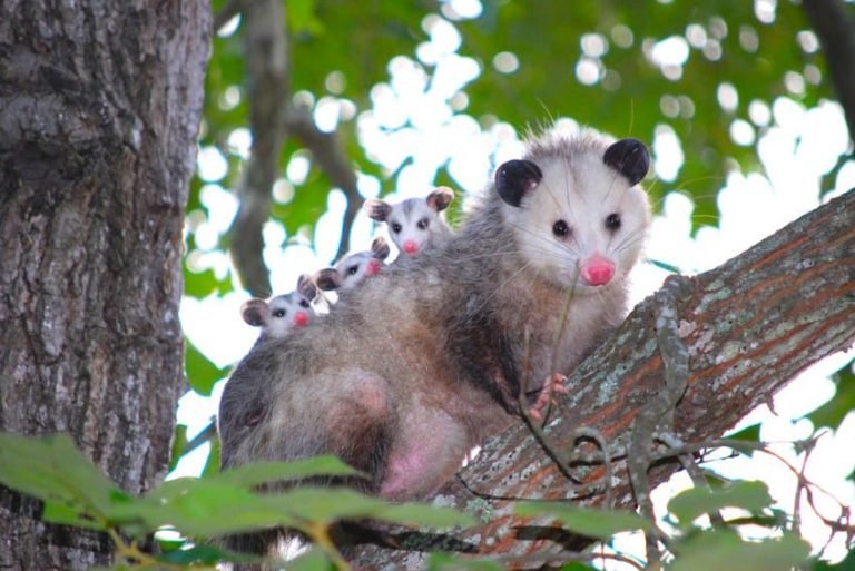 10 Surprising Facts About Possums That Prove They Aren’t Pests - Hearts ...