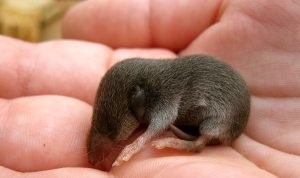 Baby Moles Are The Cutest Species In The World - Hearts Of Pets