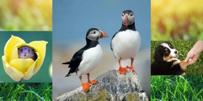 20 Cute Animal Facts That Will Surely Brighten Your Day - Hearts Of Pets