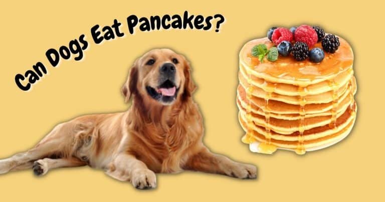 Worried If Can Dogs Eat Pancakes? Hidden Dangers 2024 - Hearts Of Pets