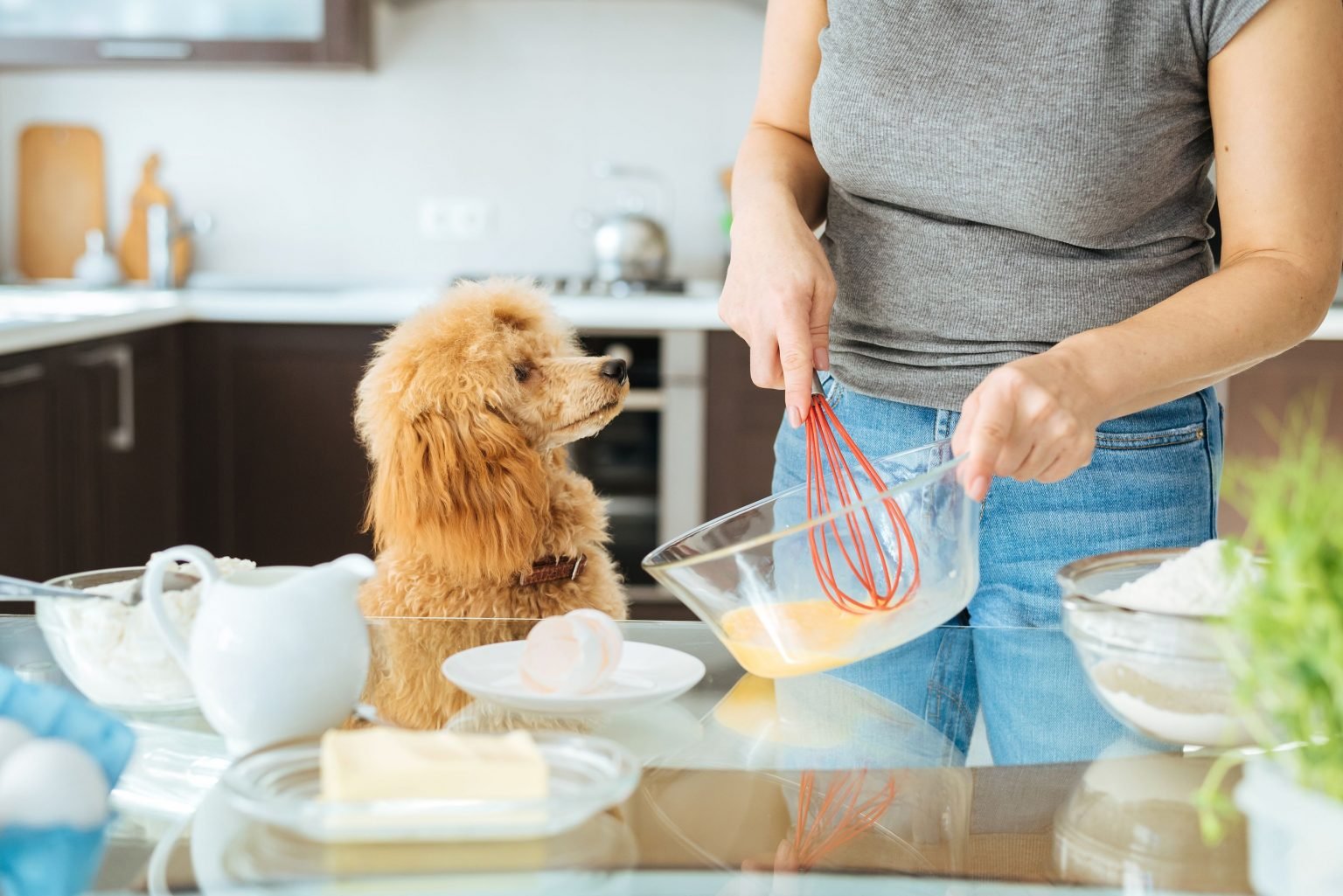 Worried If Can Dogs Eat Pancakes? Hidden Dangers 2024 - Hearts Of Pets