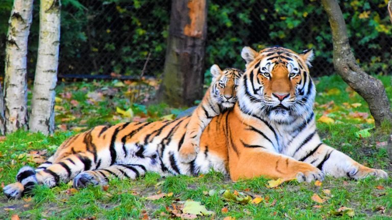 Find Out What Your Favorite Animal Says About Your Personality - Hearts ...