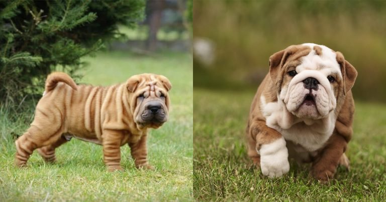 Meet The Most Wrinkly Dog Breed AKA "Wrinkles Puppy" - Hearts Of Pets