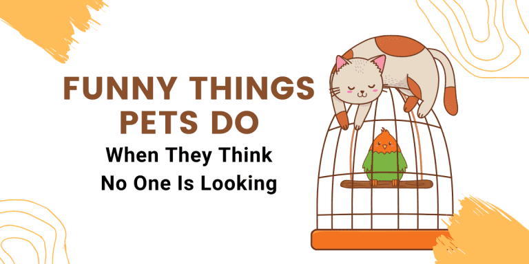 Funny Things Pets Do When They Think No One Is Looking - Hearts Of Pets
