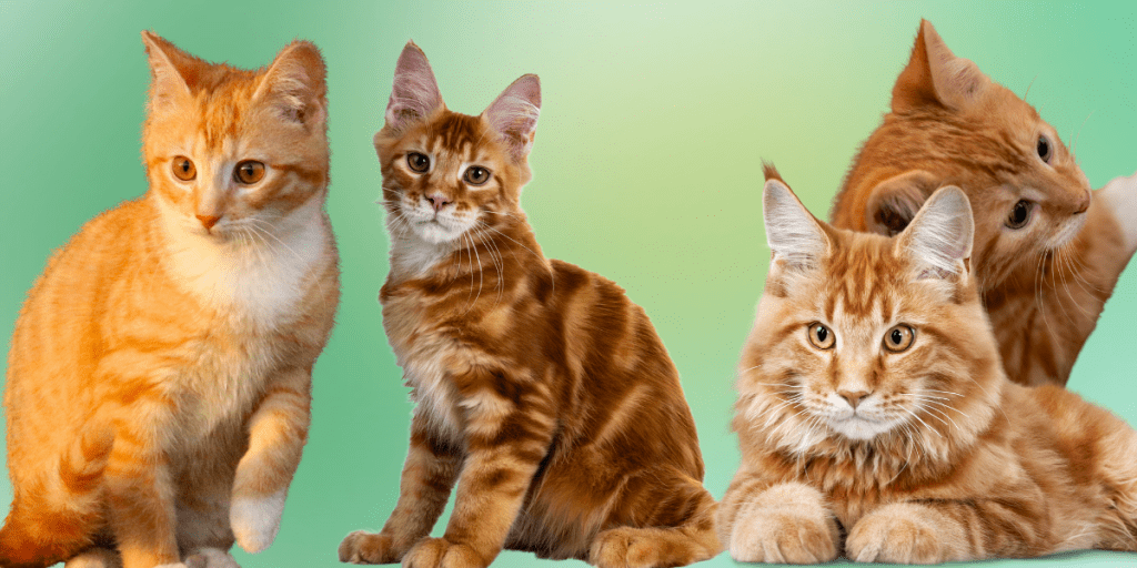 15 Stunning Orange Cat Breeds That You Have To See 2024 - Hearts Of Pets