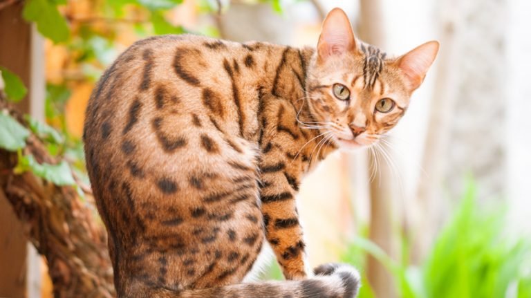 15 Stunning Orange Cat Breeds That You Have To See 2024 - Hearts Of Pets