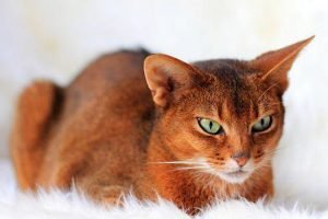 15 Stunning Orange Cat Breeds That You Have To See 2024 - Hearts Of Pets