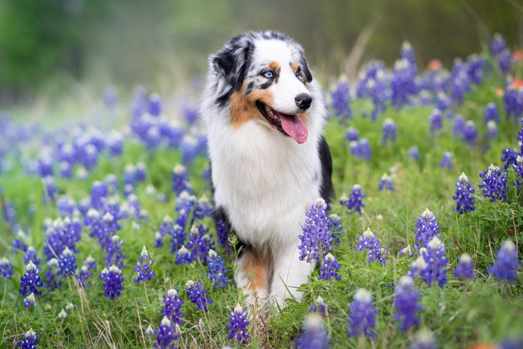 2024 Toy Australian Shepherd Guide: Important Breed Facts - Hearts Of Pets