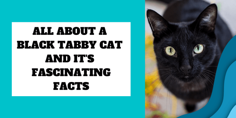 14 Black Tabby Cat Facts Explained With Pictures 2024 - Hearts Of Pets
