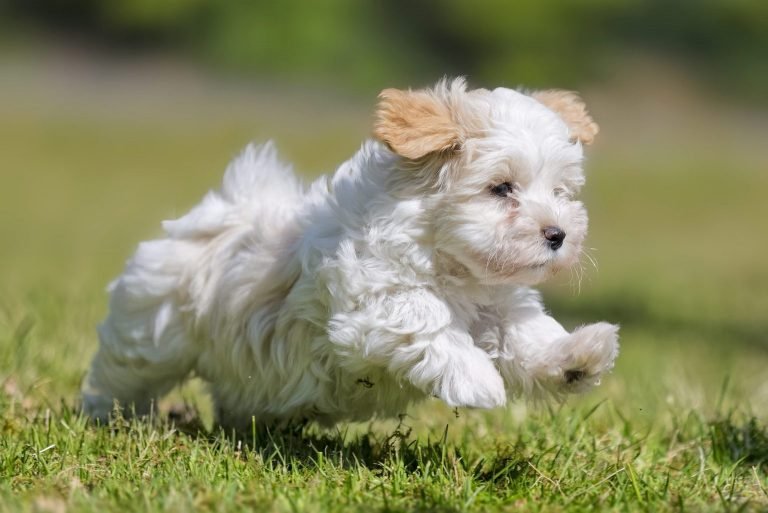 20 Adorable Small White Dog Breeds That Will Melt Your Heart - Hearts ...