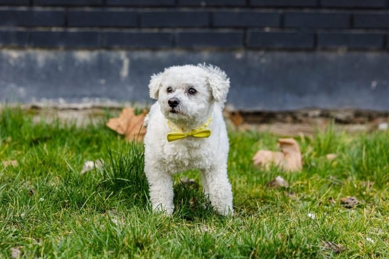 20 Adorable Small White Dog Breeds That Will Melt Your Heart - Hearts ...