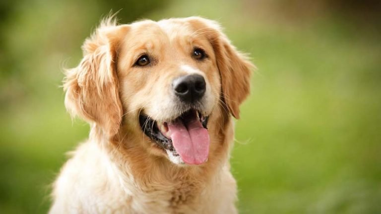 Can Dogs Eat Potato Skins? Yes, If You Do This 2024 - Hearts Of Pets