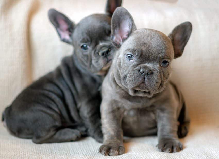 25 French Bulldog Colors Complete Info With Pics 2024 Hearts Of Pets 25 French Bulldog Colors Complete Info With Pics 2024 Hearts Of Pets