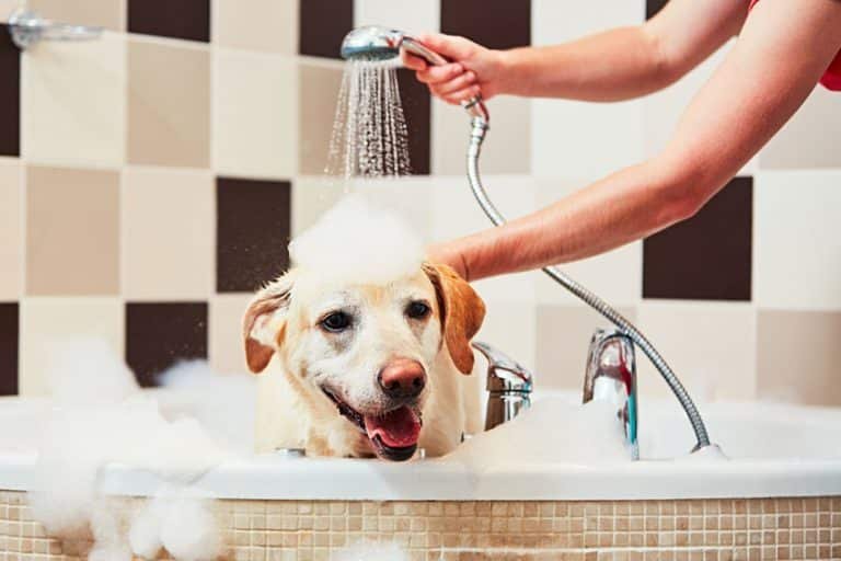 Mangoworms In Dogs - Signs & Solutions 2024 - Hearts Of Pets