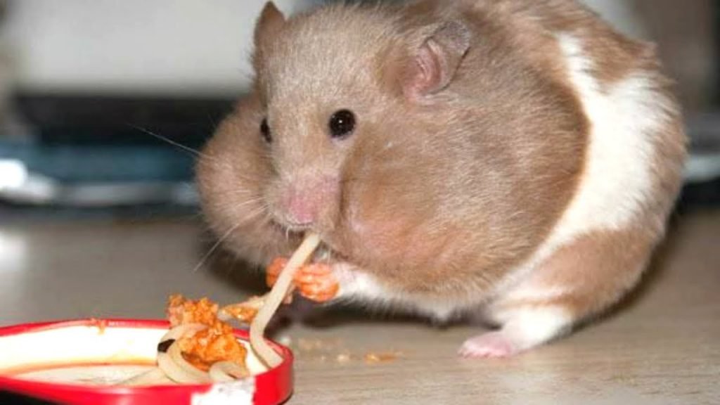Fat Hamster: Here's What You Can Do To Help Lose Weight 2024 - Hearts ...