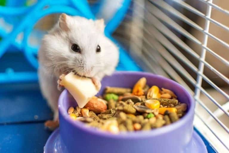 Supplies For Hamsters: Things You Absolutely Need 2024 - Hearts Of Pets