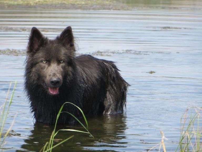Blue Bay Shepherd: Complete Breed Guide 2024 - Hearts Of Pets