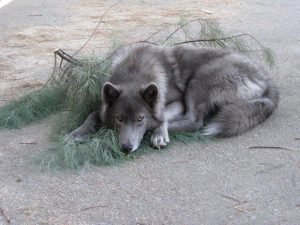 Blue Bay Shepherd: Complete Breed Guide 2024 - Hearts Of Pets