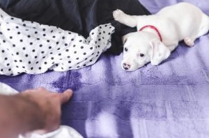 Dog Not House Trained At 1 Year - Is It Too Late? 2024 - Hearts Of Pets