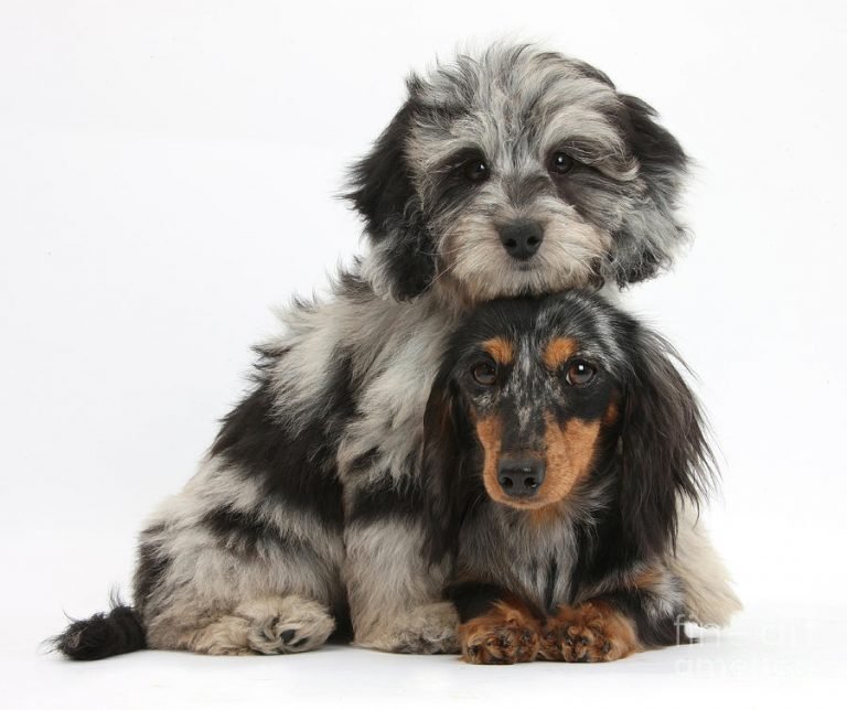 Doxiepoo: Complete Dog Breed Guide Updated (2024) - Hearts Of Pets