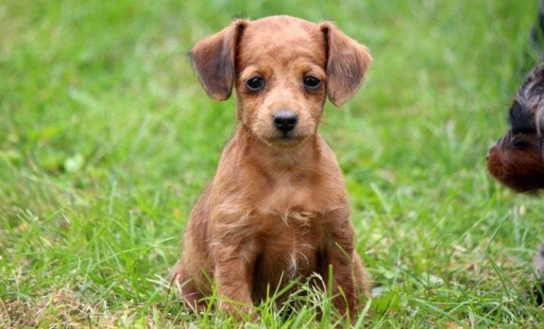 Doxiepoo: Complete Dog Breed Guide Updated (2024) - Hearts Of Pets