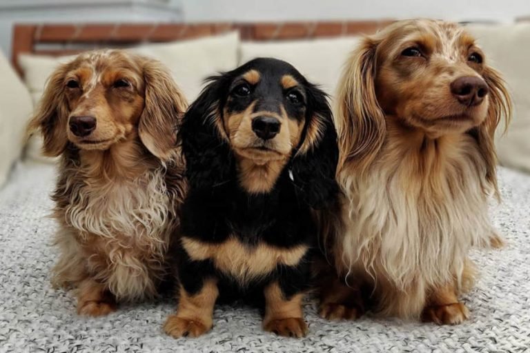 Doxiepoo: Complete Dog Breed Guide Updated (2024) - Hearts Of Pets