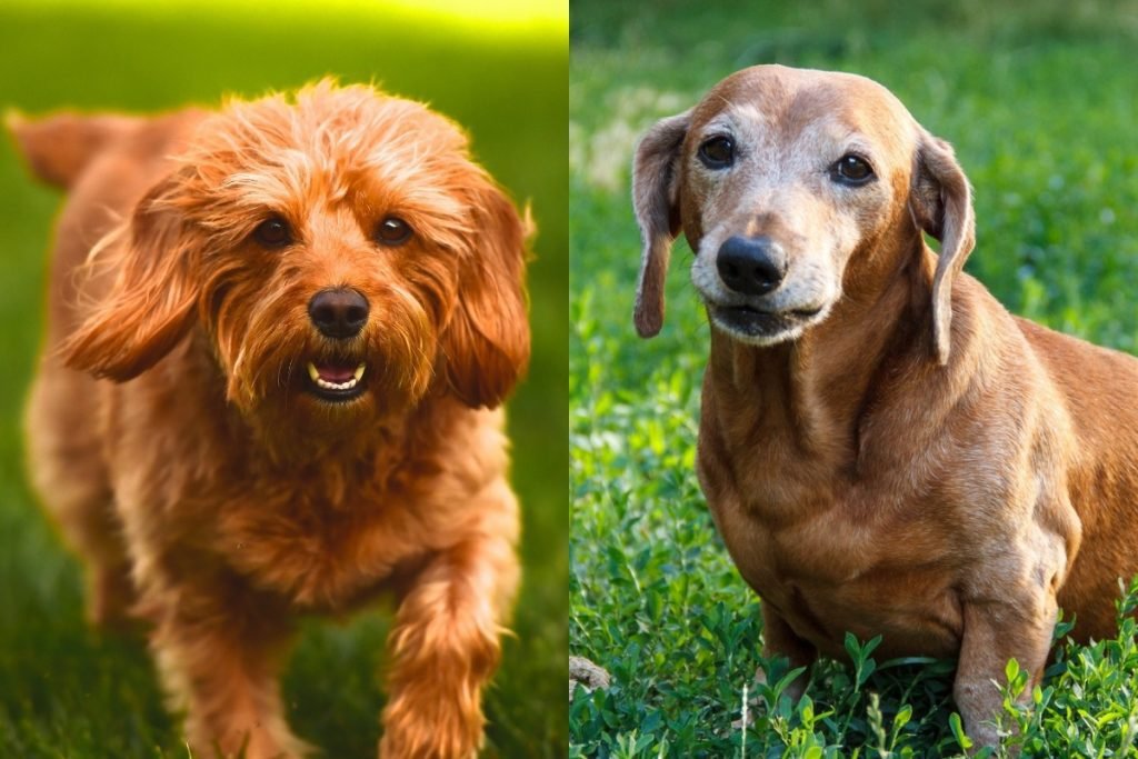 Doxiepoo: Complete Dog Breed Guide Updated (2024) - Hearts Of Pets