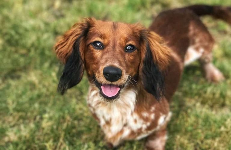 Doxiepoo: Complete Dog Breed Guide Updated (2024) - Hearts Of Pets