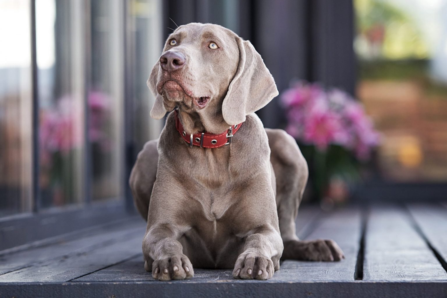Long Haired Weimaraner: Breed Profile 2024 - Hearts Of Pets