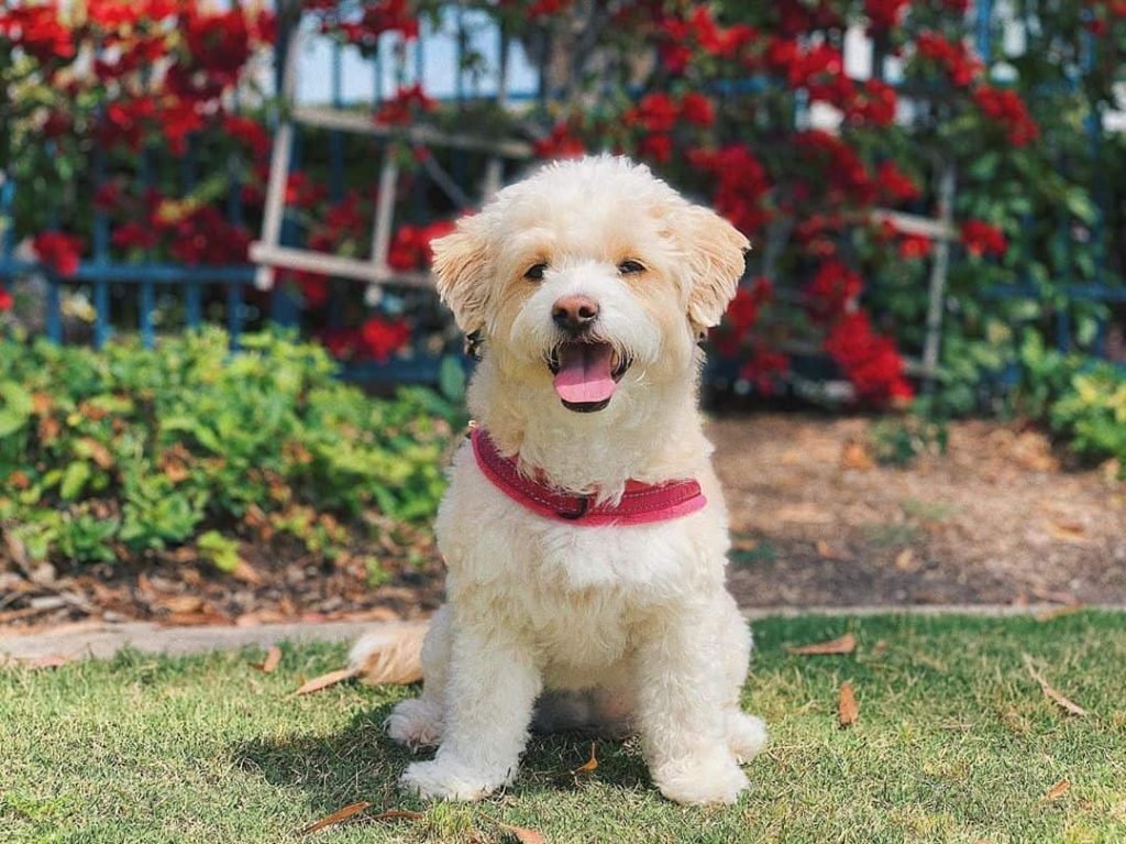 When Do Puppies Start Barking? 2024 - Hearts Of Pets