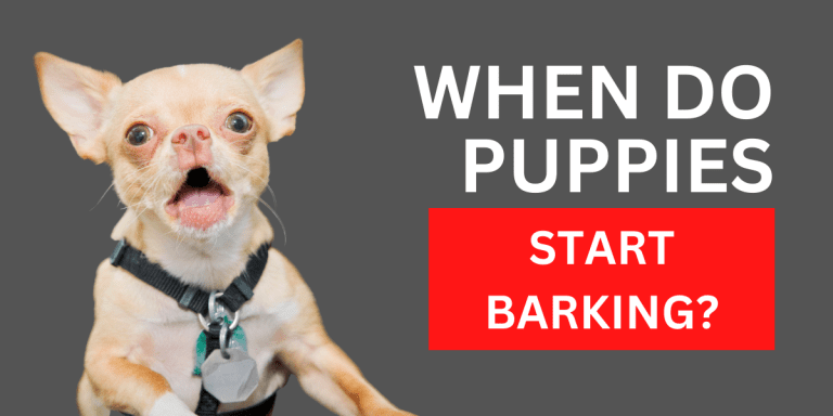 When Do Puppies Start Barking? 2024 - Hearts Of Pets