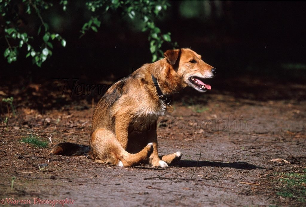 Easiest Home Remedies For Dog Scooting You Can Use 2024 - Hearts Of Pets