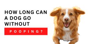 How Long Can A Dog Go Without Pooping? Warning 2024 - Hearts Of Pets