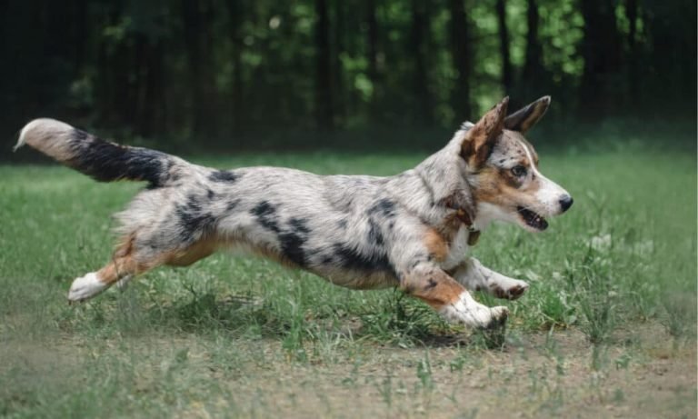 Cowboy Corgi: Complete Breed Profile Guide 2024 - Hearts Of Pets