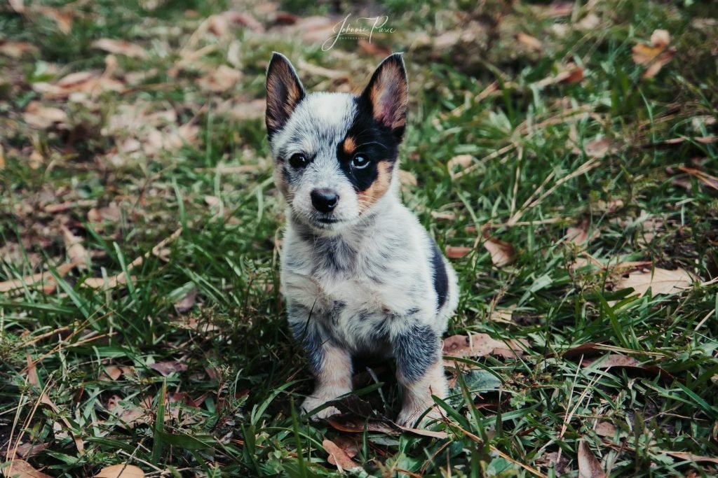Cowboy Corgi: Complete Breed Profile Guide 2024 - Hearts Of Pets