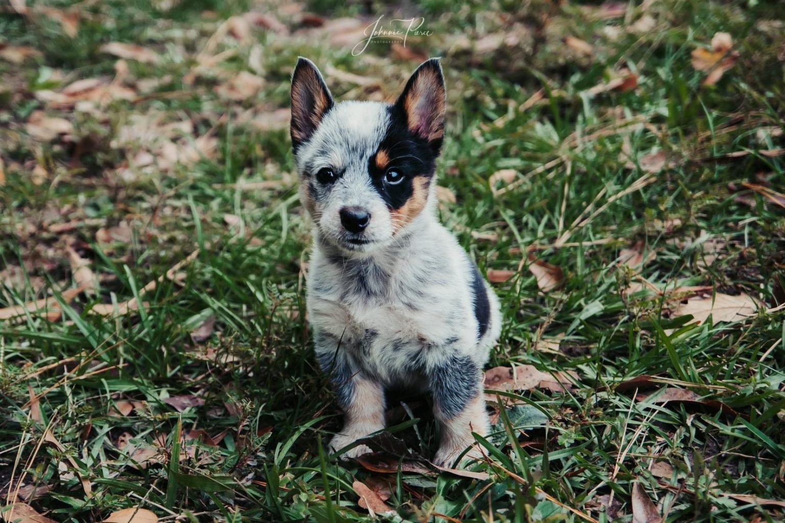 Cowboy Corgi: Complete Breed Profile Guide 2024 - Hearts Of Pets