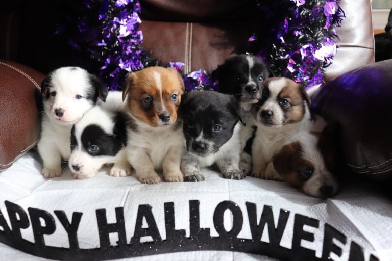 Cowboy Corgi: Complete Breed Profile Guide 2024 - Hearts Of Pets