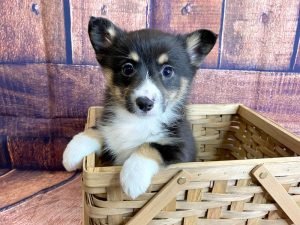 Cowboy Corgi: Complete Breed Profile Guide 2024 - Hearts Of Pets