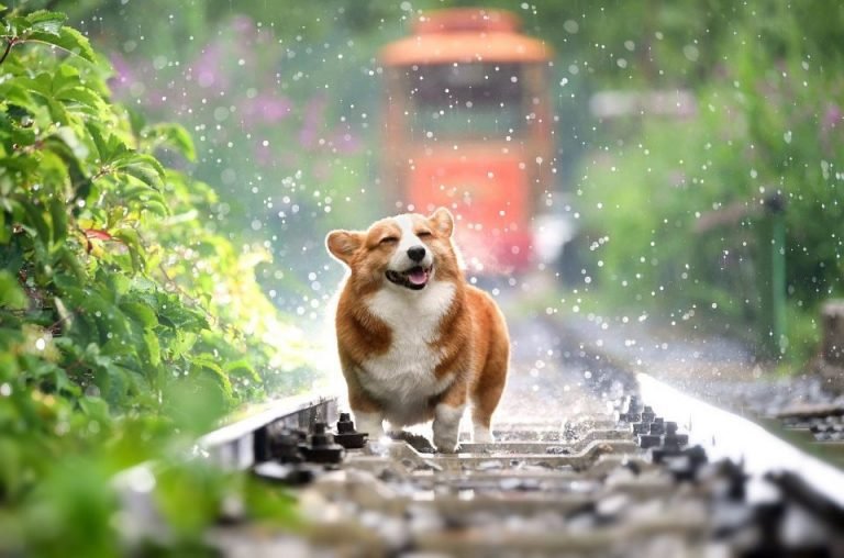 Cowboy Corgi: Complete Breed Profile Guide 2024 - Hearts Of Pets
