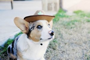 Cowboy Corgi: Complete Breed Profile Guide 2024 - Hearts Of Pets