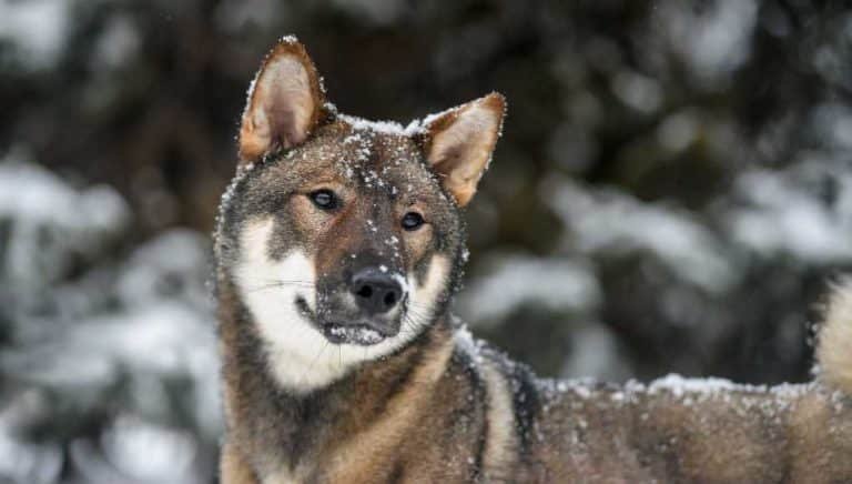 Shikoku Dog - Everything You Need To Know About The Breed 2024 - Hearts ...