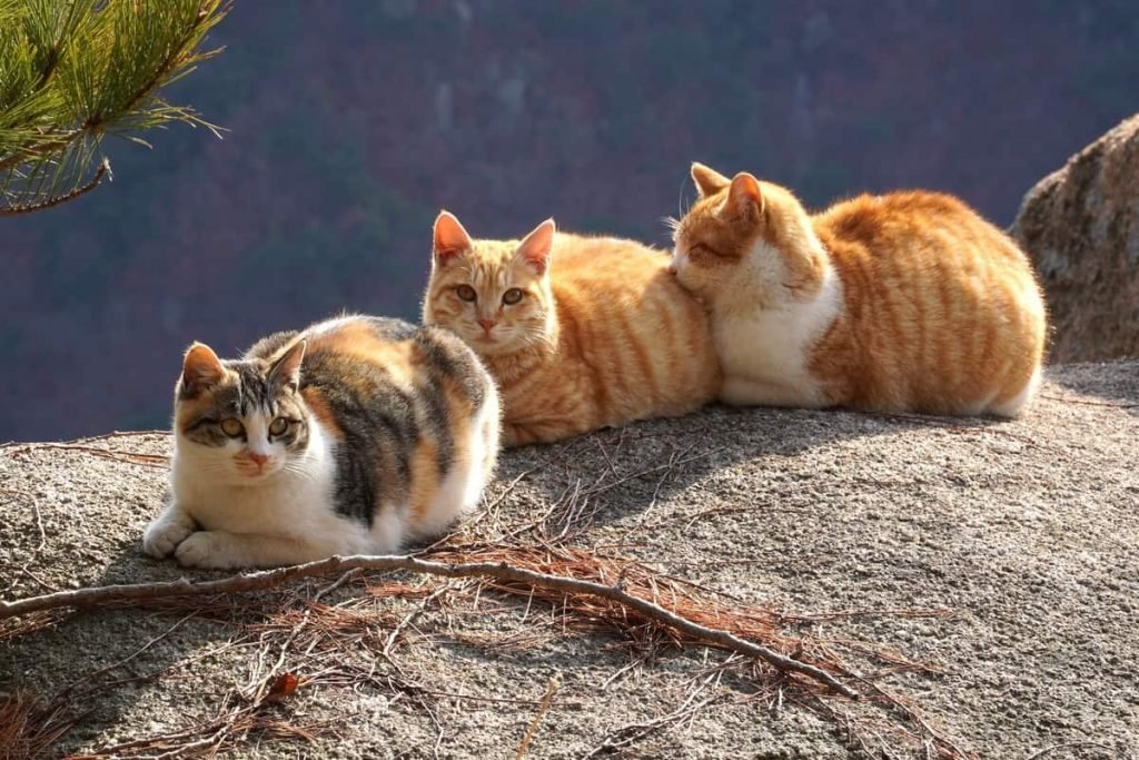 Why Do Cats Loaf? The Hidden Meaning Behind This Behavior 2024 - Hearts ...
