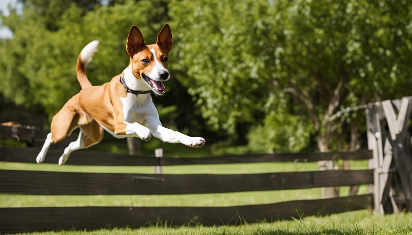 Basenji Training Guide: 7 Tips For Success