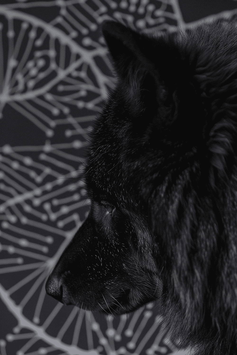 29 Facts About Black Wolves - Hearts Of Pets